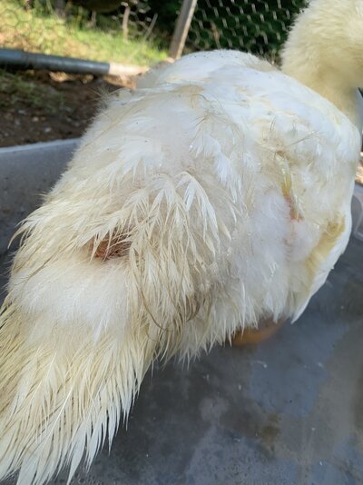Duck pulling feathers out | BackYard Chickens - Learn How to Raise Chickens
