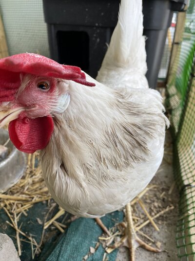 Sore in the corner of mouth, swollen face | BackYard Chickens - Learn ...