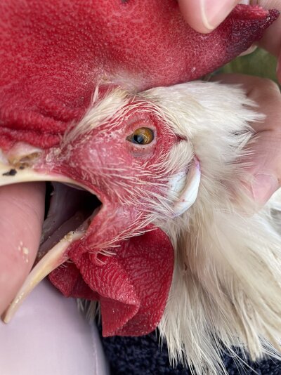 Sore in the corner of mouth, swollen face | Page 2 | BackYard Chickens ...