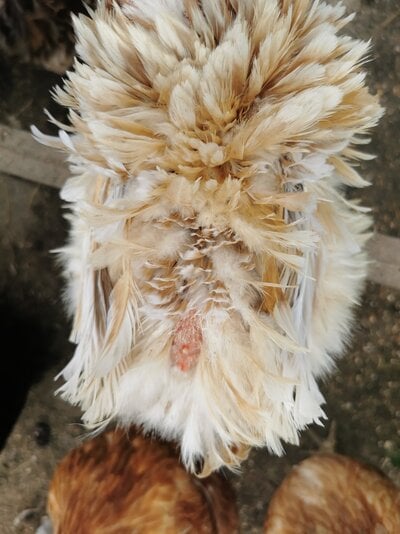 Attachments in thread "Ingrown feather or swollen oil gland" | BackYard ...