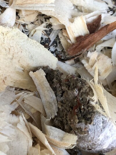 intestinal lining or something else? | BackYard Chickens - Learn How to ...