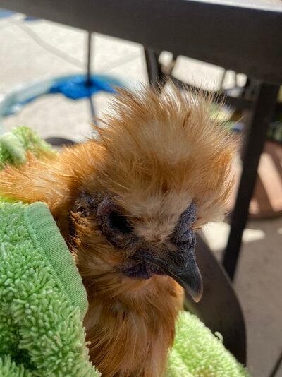 Swollen and crusted eyes/face what could this be??? | BackYard Chickens ...