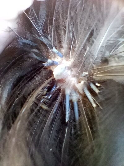 Ingrown Feather? | BackYard Chickens - Learn How to Raise Chickens