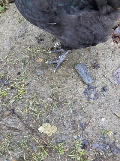 Chicken limping !!!!!!!! | BackYard Chickens - Learn How to Raise Chickens