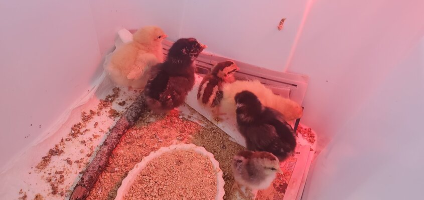 Clean legged bantams!? | BackYard Chickens - Learn How to Raise Chickens