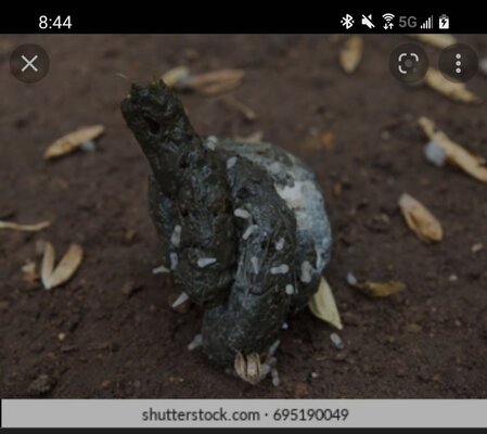 Attachments in thread "Worms" | BackYard Chickens - Learn How to Raise ...