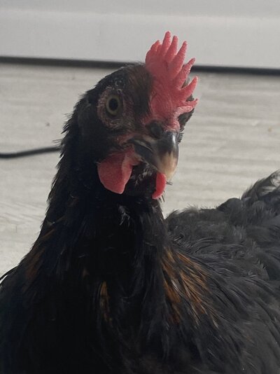 BCM Male or Female - 8 wks | BackYard Chickens - Learn How to Raise ...