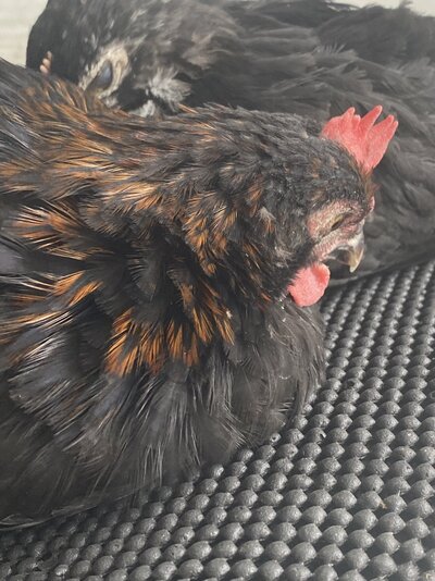 BCM Male or Female - 8 wks | BackYard Chickens - Learn How to Raise ...
