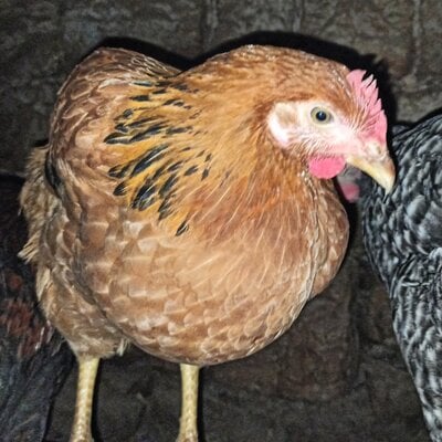 Sasso chickens breed? | BackYard Chickens - Learn How to Raise Chickens