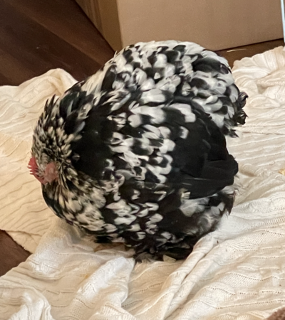 Lethargic, puffed up hen | BackYard Chickens - Learn How to Raise Chickens