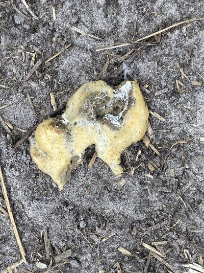 Yellow foamy poop - help please! | BackYard Chickens - Learn How to ...