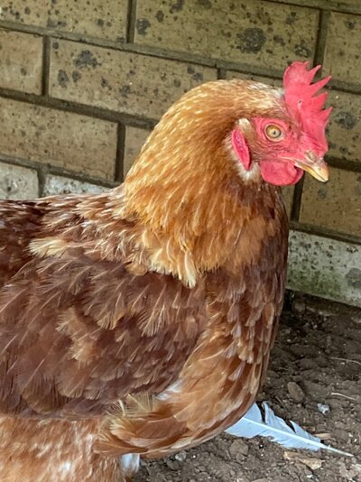 My chook is suddenly blind in one eye... what causes this? | BackYard ...