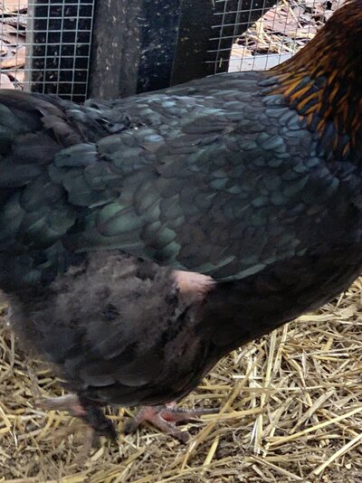 Scaly red skin, missing feathers | BackYard Chickens - Learn How to ...