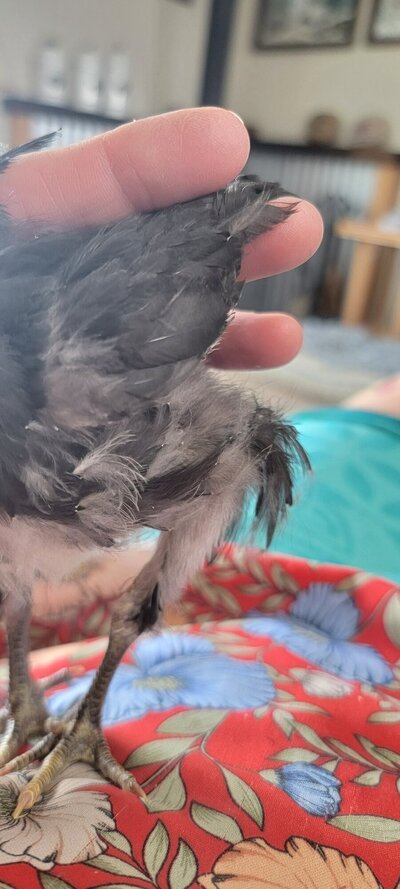 Wobbly legs | BackYard Chickens - Learn How to Raise Chickens