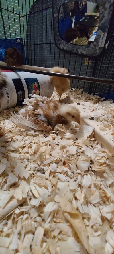 Droopy wings and shaggy feathers | BackYard Chickens - Learn How to ...