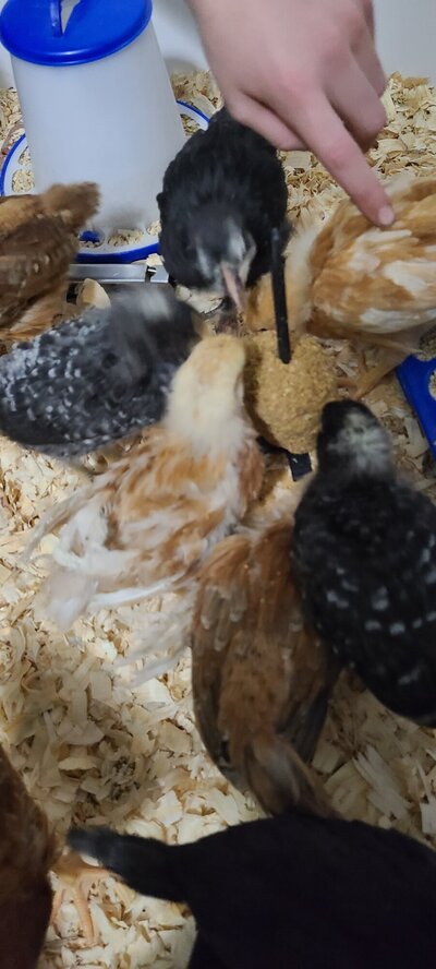 Droopy wings and shaggy feathers | BackYard Chickens - Learn How to ...