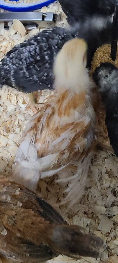 Droopy wings and shaggy feathers | BackYard Chickens - Learn How to ...