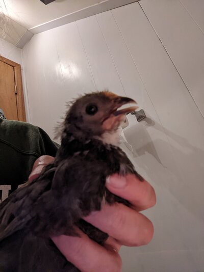 Dislocated jaw on month old chicken | BackYard Chickens - Learn How to ...