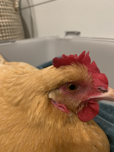 Drooping comb, ting of purple at top | BackYard Chickens - Learn How to ...