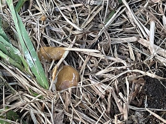 Poop with some red in it. Does this look like coccidiosis? | BackYard ...