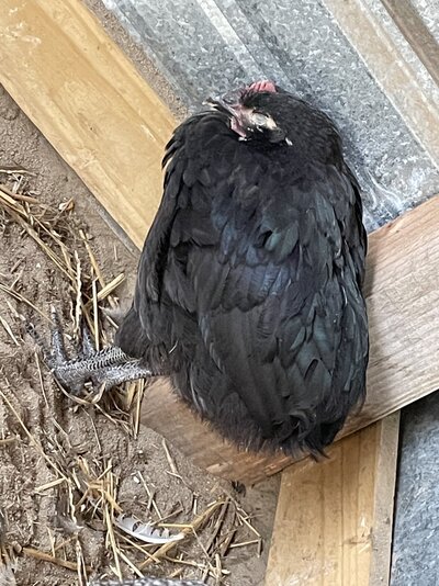 Fluffed up with eyes closed and standing. Maybe sour crop? Help ...