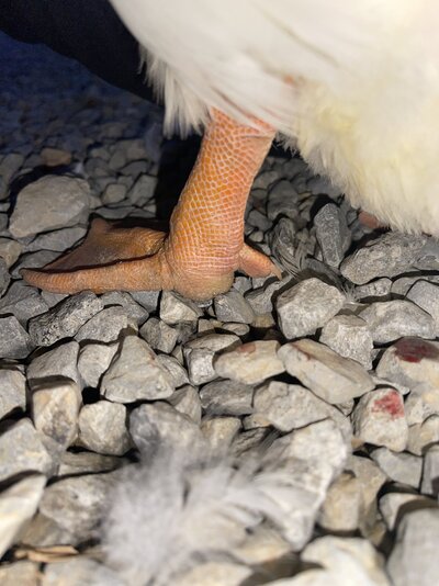 Bleeding | BackYard Chickens - Learn How to Raise Chickens