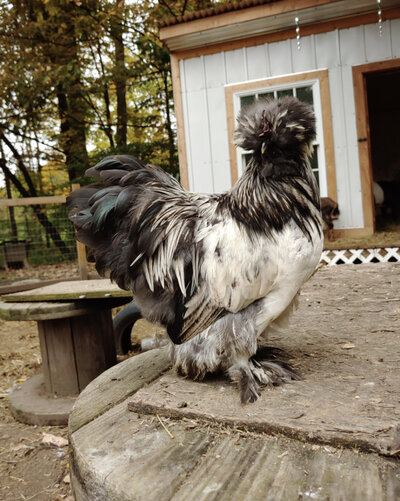 silkie roo with normal feathers? | BackYard Chickens - Learn How to ...