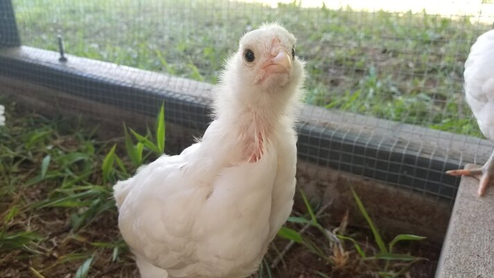 4 week old ameraucanas help with genders | BackYard Chickens - Learn ...