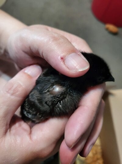Squishy Bump on Chicks’ Necks | BackYard Chickens - Learn How to Raise ...