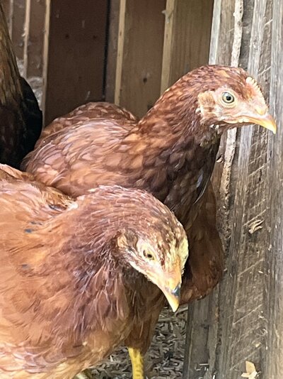 Buckeye rooster? | BackYard Chickens - Learn How to Raise Chickens