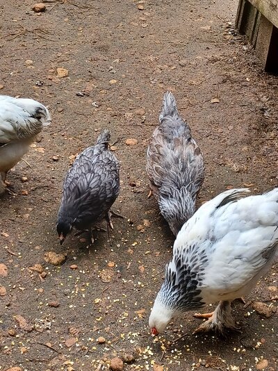 Whiting True Blue - Male or Female? | BackYard Chickens - Learn How to ...
