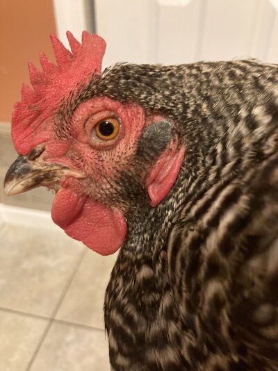 Attachments in thread "Chicken face swollen, squishy crop, swallows ...