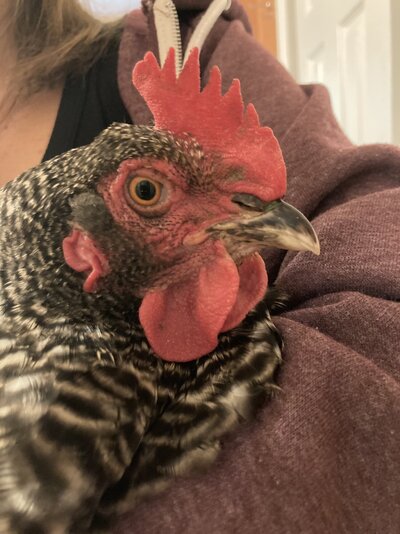 Attachments in thread "Chicken face swollen, squishy crop, swallows ...