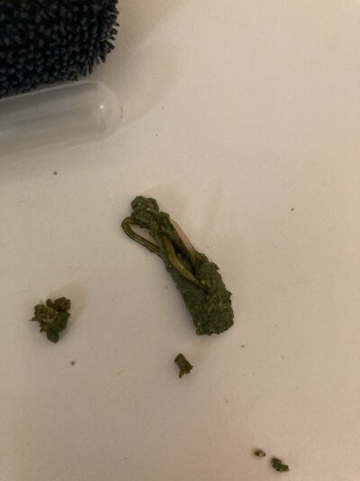 Chicken face swollen, squishy crop, swallows vomit? | Page 2 | BackYard ...