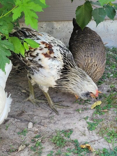 13 Week Easter Egger - Roo? | BackYard Chickens - Learn How to Raise ...