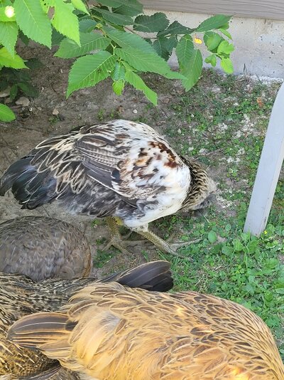 13 Week Easter Egger - Roo? | BackYard Chickens - Learn How to Raise ...