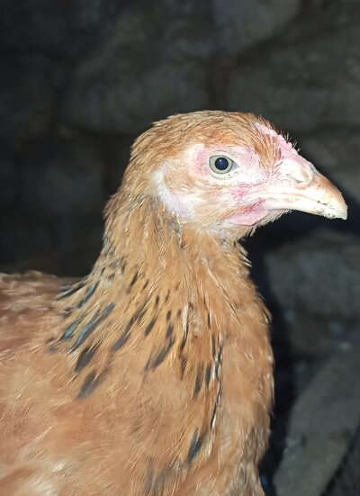 Is she Brahma cross? | BackYard Chickens - Learn How to Raise Chickens