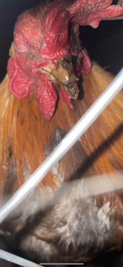 Rooster upper beak broken | BackYard Chickens - Learn How to Raise Chickens
