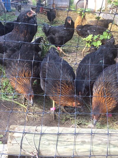 Black Sex Link Pullets Backyard Chickens Learn How To Raise Chickens