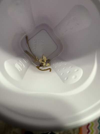 Help! Worms or intestinal shed? | BackYard Chickens - Learn How to ...