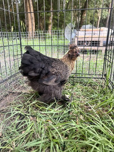Satin silkie..? | BackYard Chickens - Learn How to Raise Chickens