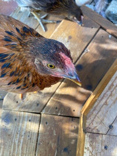 Are these rose combs? | BackYard Chickens - Learn How to Raise Chickens