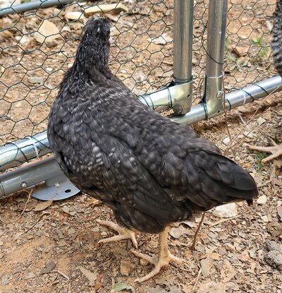 Chicken Identification | BackYard Chickens - Learn How to Raise Chickens