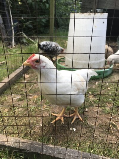 Help with sexing 12 week olds. | BackYard Chickens - Learn How to Raise ...