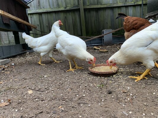 Smokey pearl or California white? | BackYard Chickens - Learn How to ...
