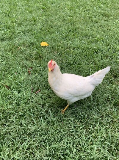 Smokey pearl or California white? | BackYard Chickens - Learn How to ...