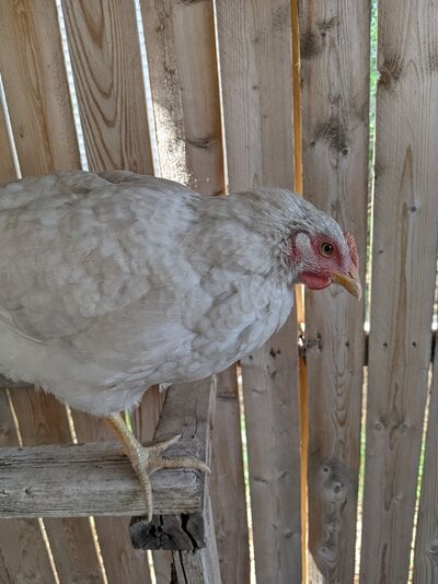 Smokey pearl or California white? | BackYard Chickens - Learn How to ...