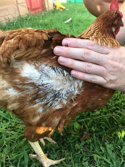 Bald spots | BackYard Chickens - Learn How to Raise Chickens