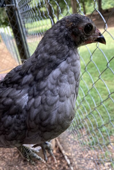 Attachments in thread "Roo or Pullet? (Blue Marans & Marans Mix/Mystic ...