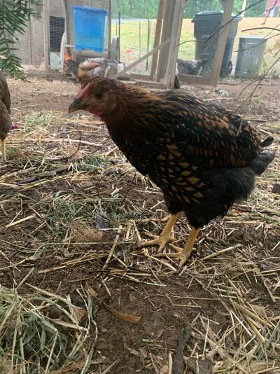 16 week old pullets investigating the nesting boxes? | BackYard ...